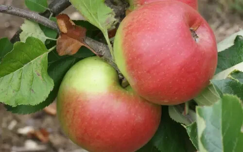 KKG 25 Newton Wonder Apple Seeds Easy Grow - Seeds & Bulbs