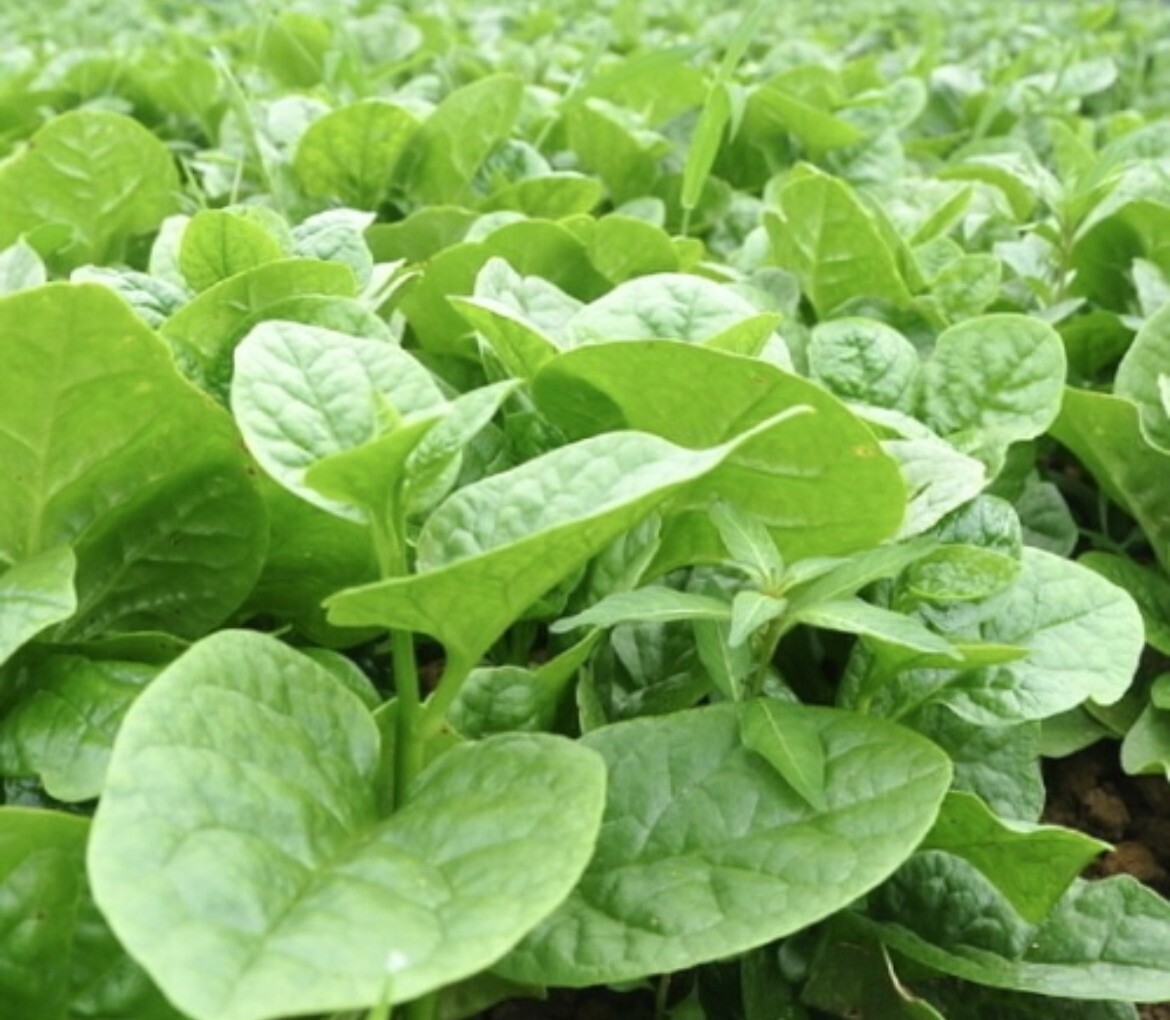 Malabar Spinach Basella Alba Thick Leaves 50 Seeds Fresh Gardening ...