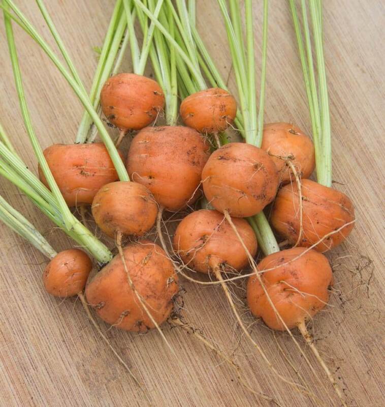 HT 300 Parisian Round Carrot Seeds French Heirloom Vegetable Container ...