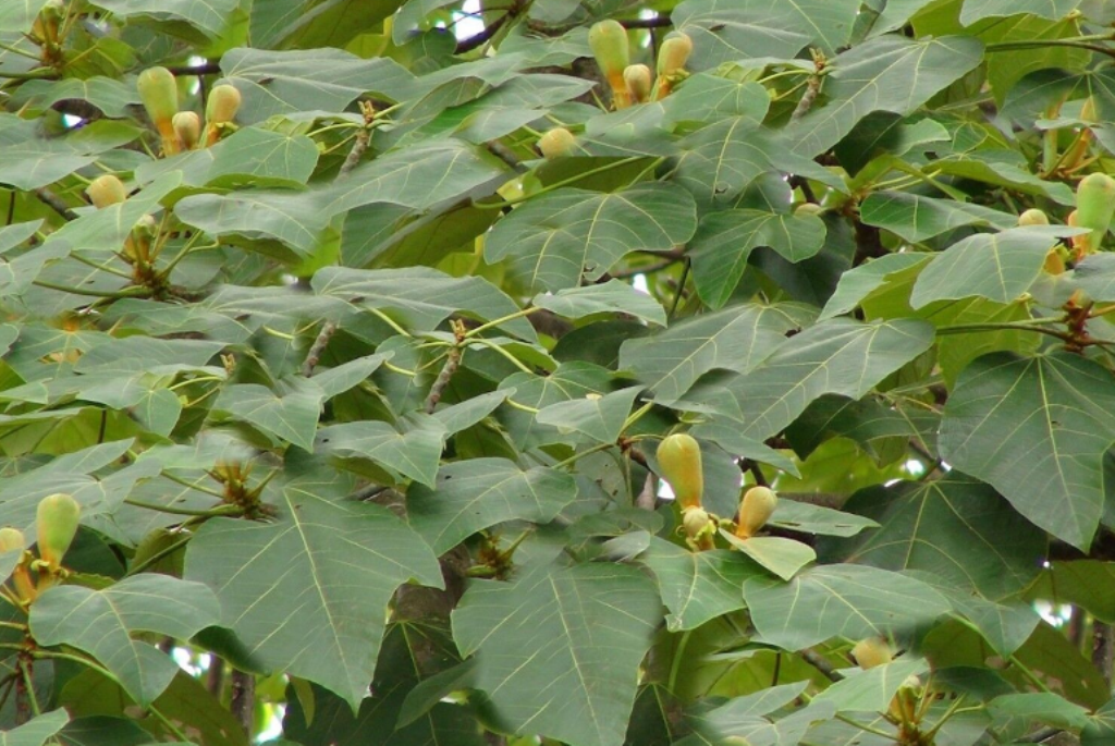 10 Pc Seeds Ochroma lagopus Plant, Balsa Wood Tree Seeds for Planting ...
