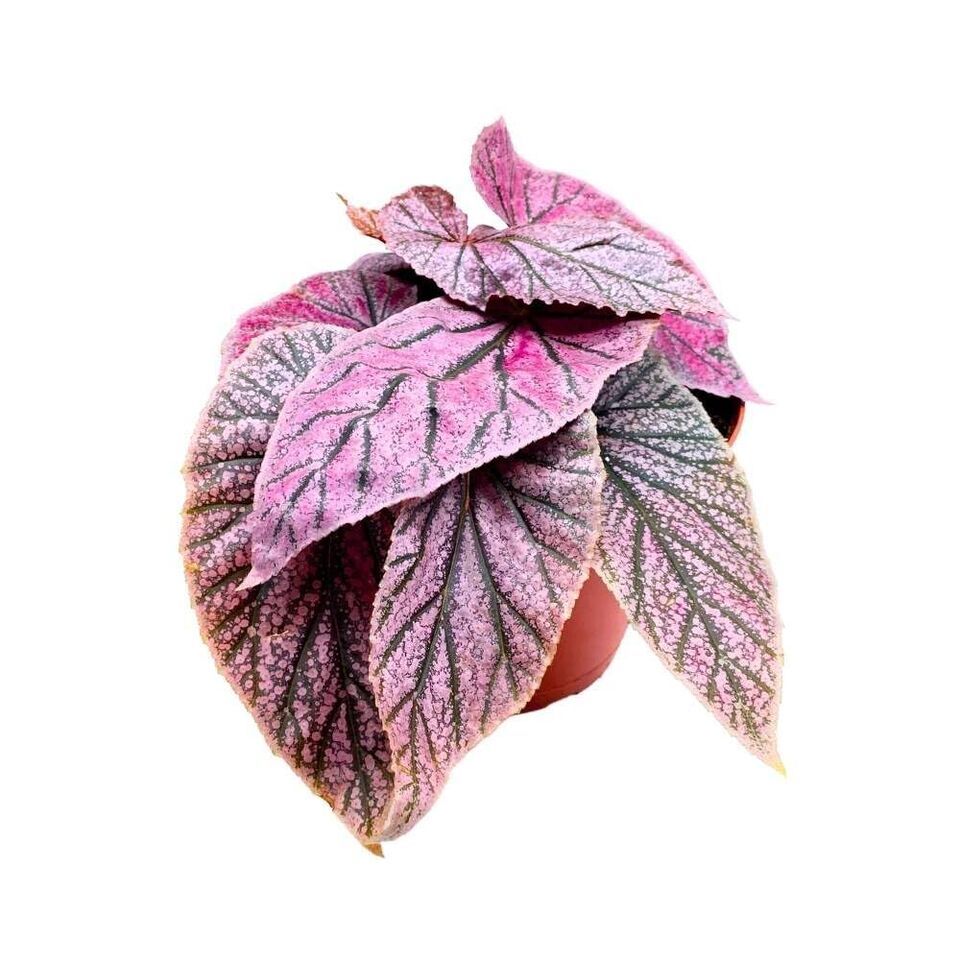 Maurice Amey Angel Wing Cane Begonia, 6 inch, Red Angel Wings - Plants ...