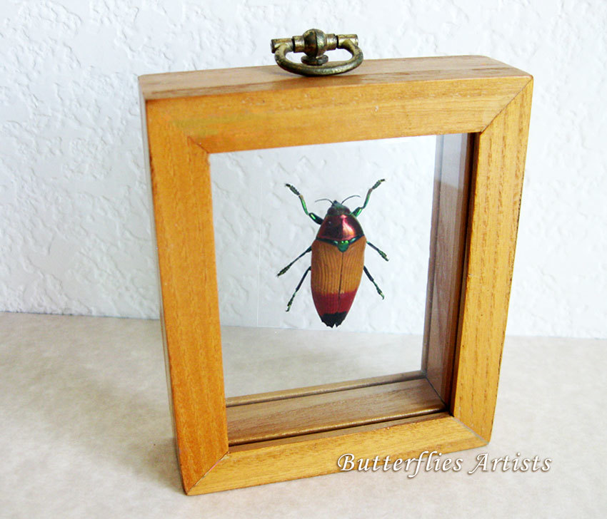 Metaxymorpha Apicalis RARE Beetle Entomology and similar items