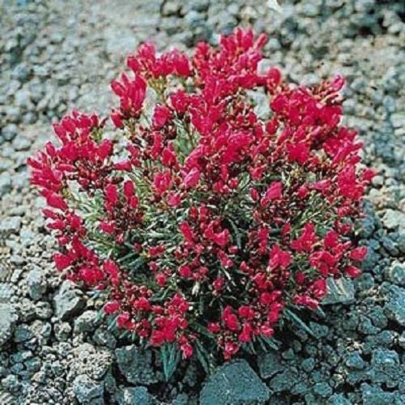 MX 50 Rock Purslane 'Ruby Tuesday' Calandrinia Umbellata Seeds Bulk ...