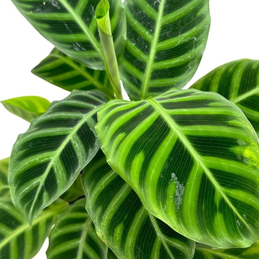 Calathea Zebrina, 6 inch, Zebra Striped Dark Green Indoor Plant ...