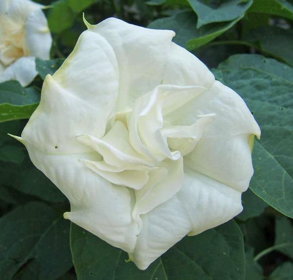 KKG Datura Metel Double White Purity 10 Seeds Planting Seeds - Seeds ...