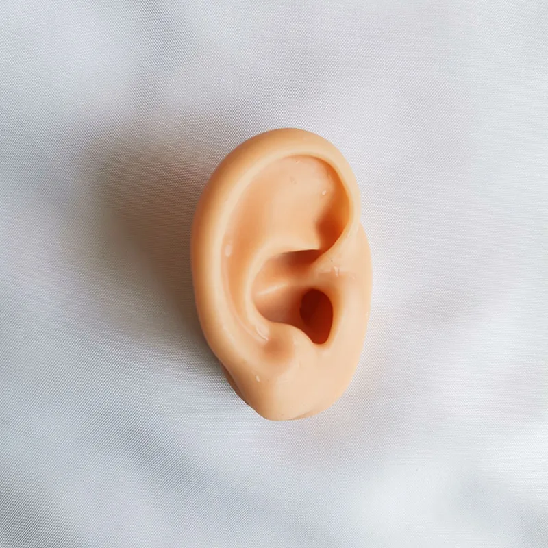 ear model ear acupuncture practice model right and left Teaching ...