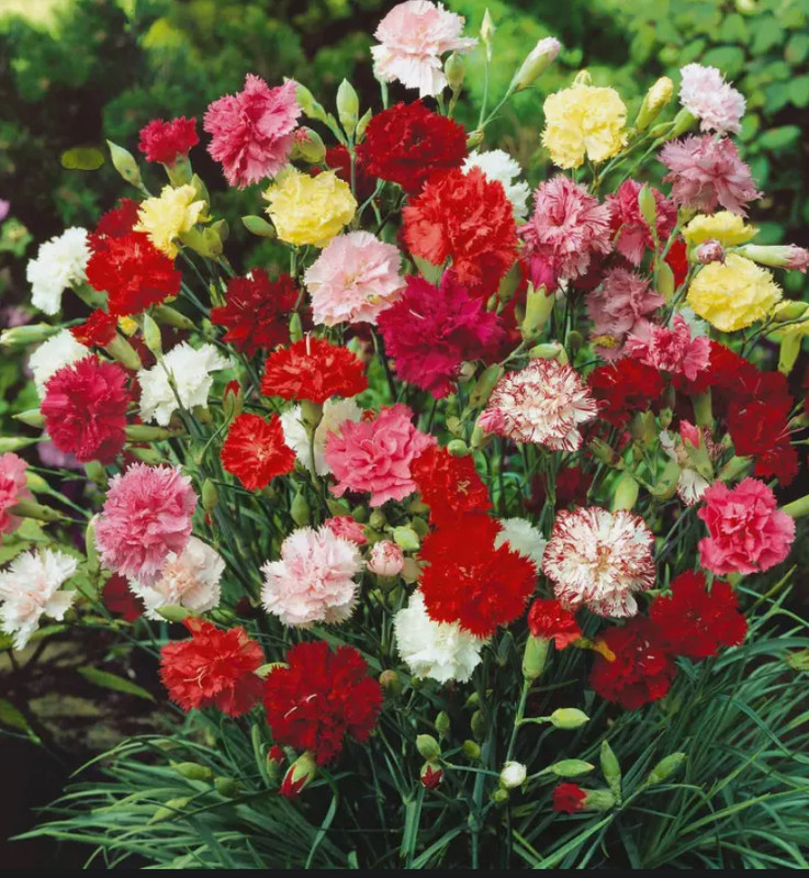 LKS 1000 Mixed Lovely Carnation Seeds Dianthus Flowers Seed Flower Home ...