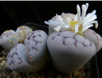 Lithops karasmontana C225 Succulents Garden Plants 200 Seeds - Home ...