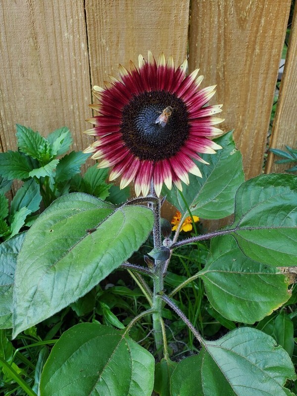 BS 10 Ms Mars Pink Dwarf Sunflower Seeds Organic Fast Grow - Seeds & Bulbs