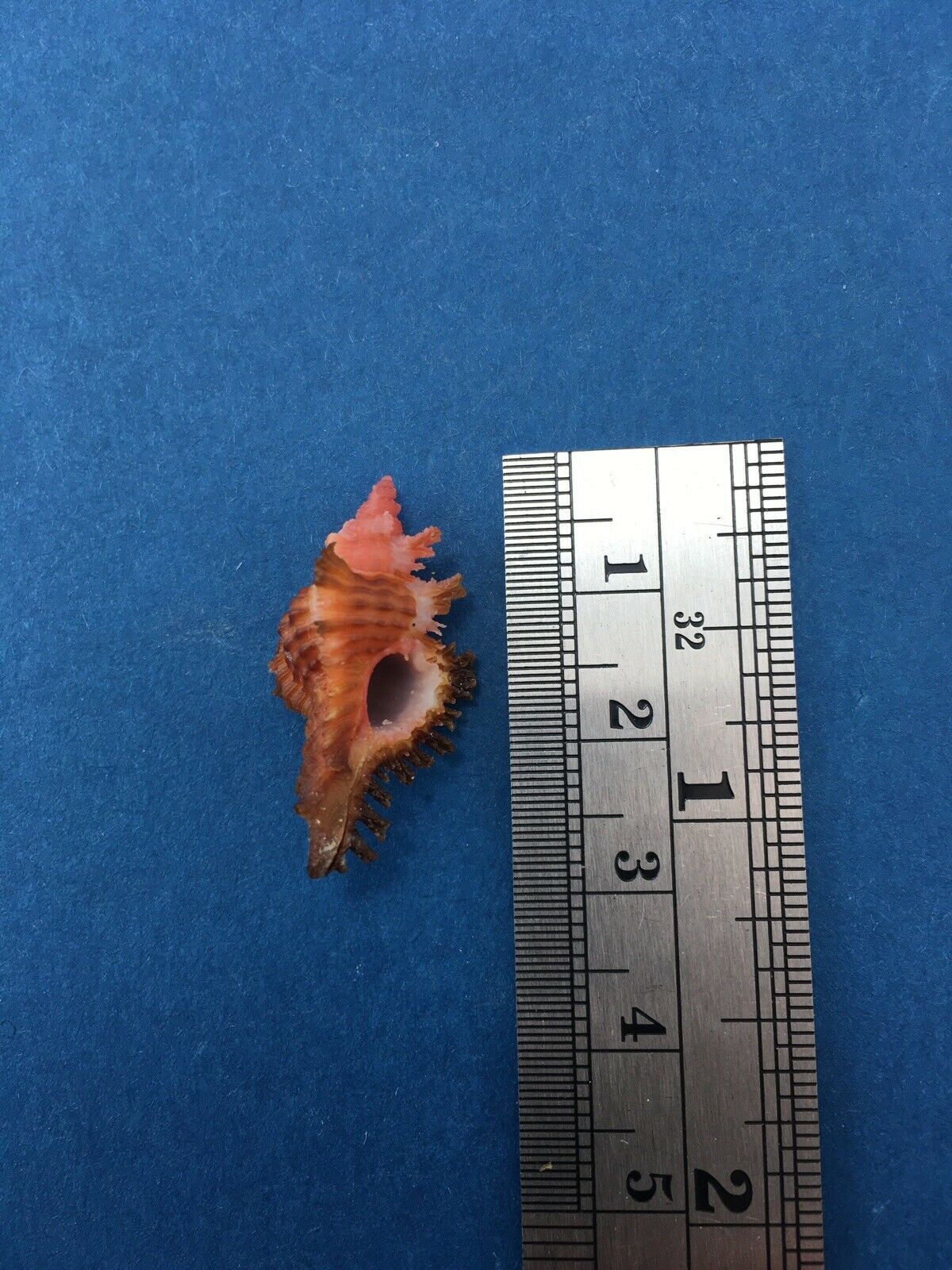 #12 27.4mm Chicoreus Strigatus Dived 20m Palawan Philippines Muricidae ...