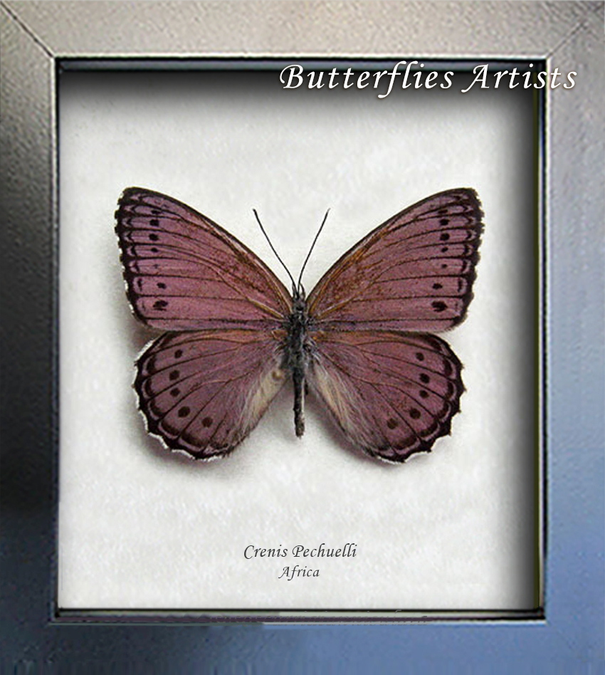 Lavender Meadow Crenis Sallya Pechuelli Butterfly Framed Entomology ...
