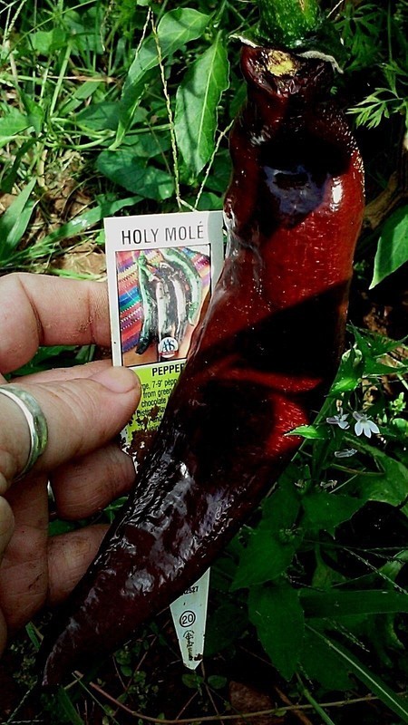 Holy Mole Pepper For Dried Seasoning & Mole Sause 10 Heirloom Seeds ...