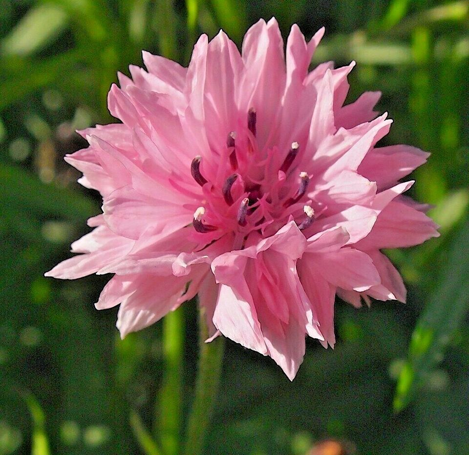 501 Pink Cornflower Seeds Cut Dried Flowers Bachelor Button Garden ...
