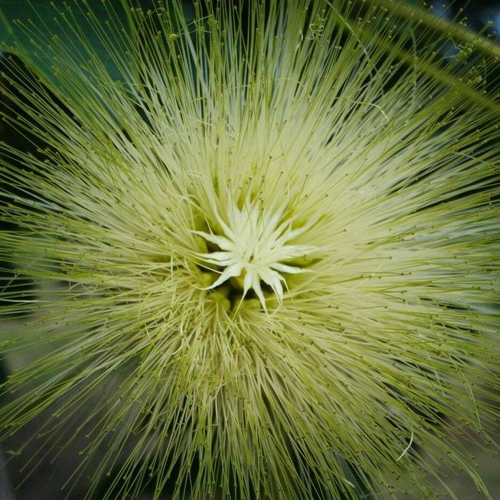 Albizia Lebbeck Seeds Flea Tree Frywood Koko Womans Tongue Tree 10 ...