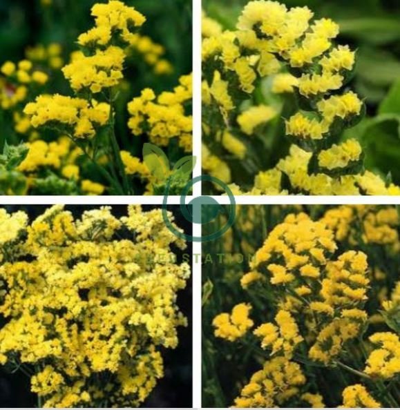 70 Seeds Yellow Forget Me Not Flower - Seeds & Bulbs
