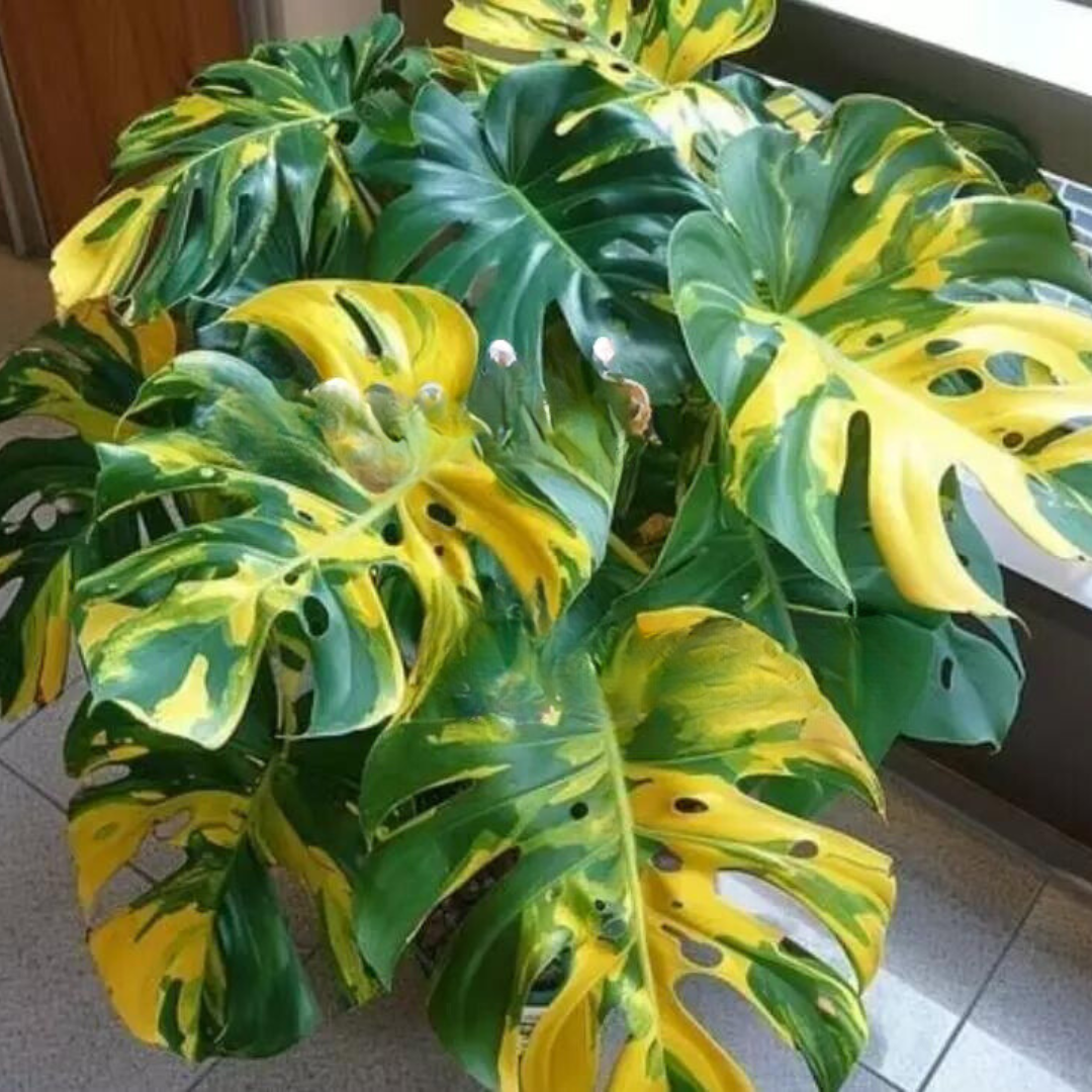 KingStore 10 Seeds Sun Kissed Monstera House Plant Tropical - Seeds & Bulbs