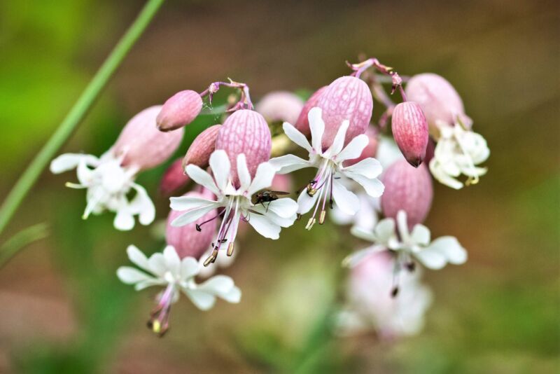 100 Maidenstears Silene Vulgaris Bladder Campion Pink & White Flower ...