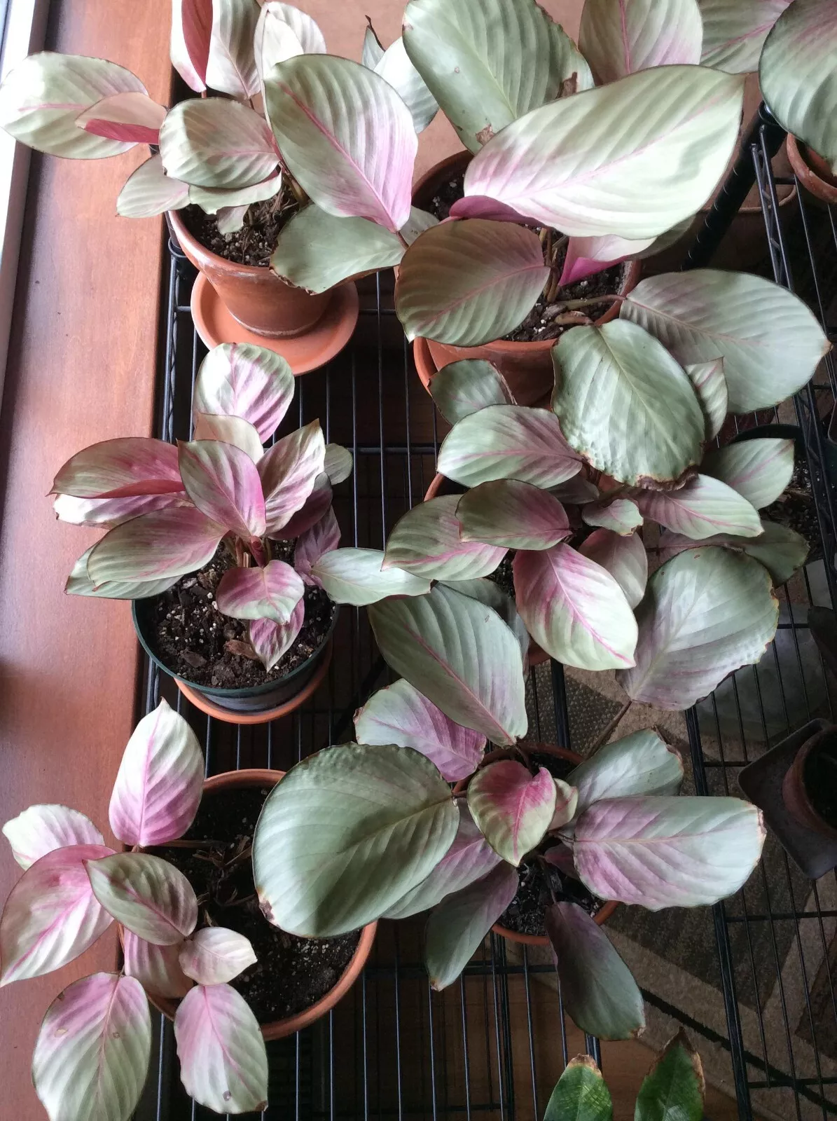 21 Seeds Pink Aurora Calathea Seeds For Garden Planting - Seeds & Bulbs