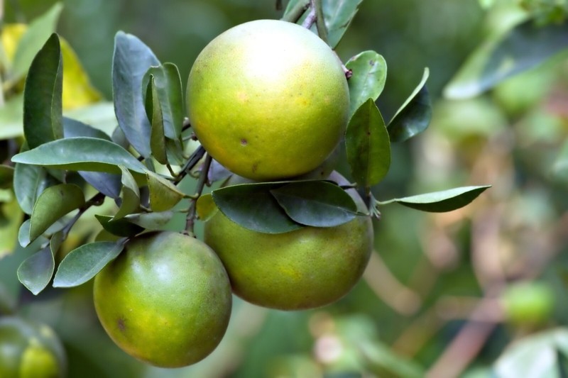 HT Dwarf Organic Pomelo Citrus Citrus Maxima 5 Seeds Garden Seeds ...