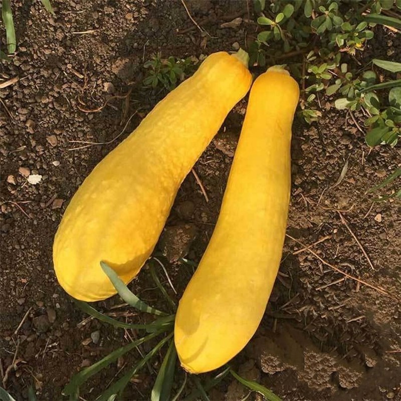 FMG Prolific Straightneck Summer Squash Seeds Non-Gmo 20 Seeds Fast ...