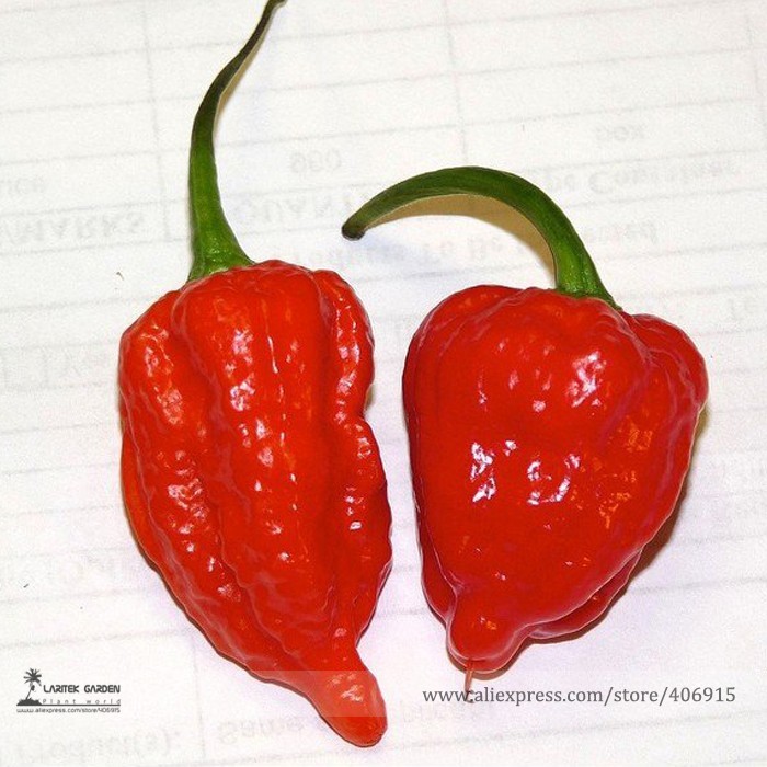 50 Indian Ghost Chili Pepper Seeds The Hottest Pepper In The World ...