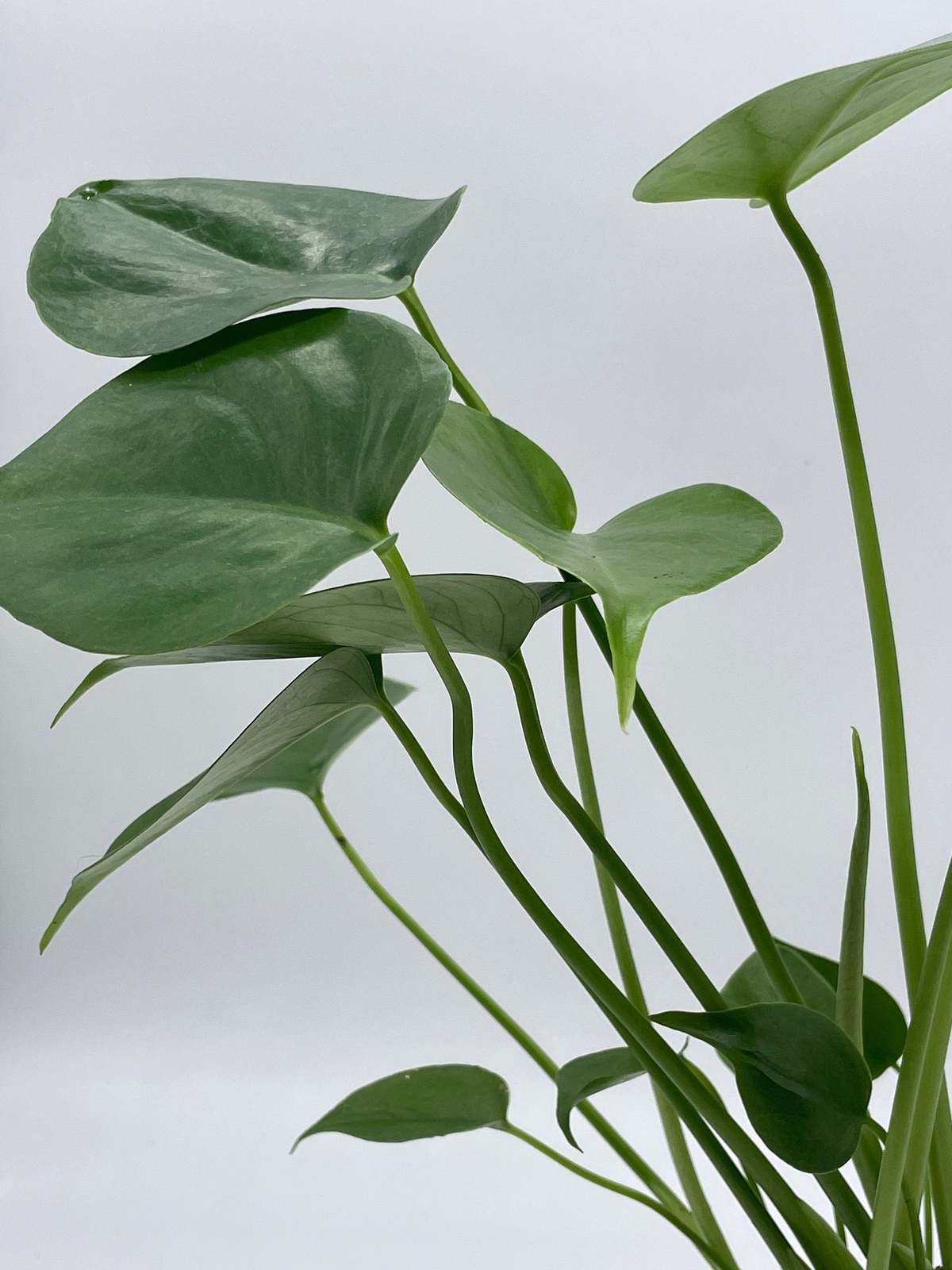 Monstera Deliciosa, Split Leaf philodendron, Huge Very Well Grown in 4 ...
