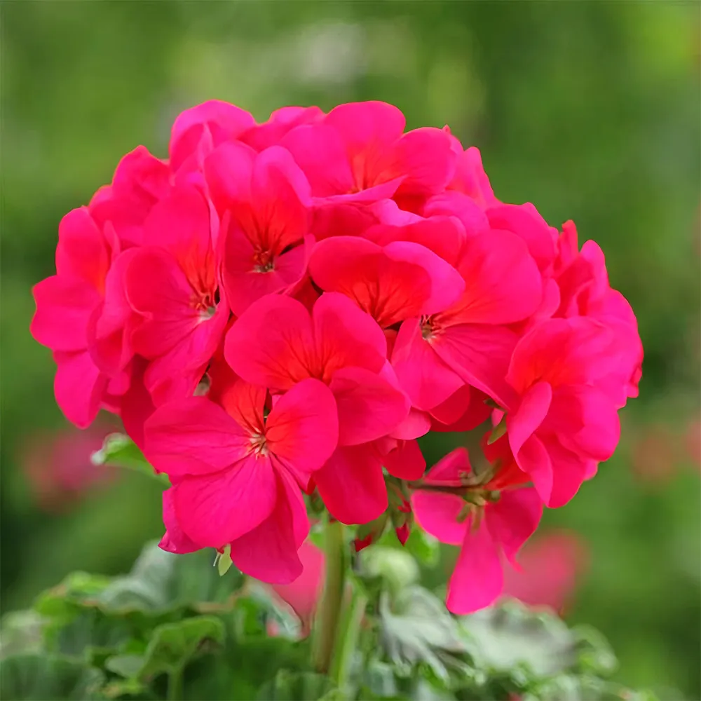 30 Seeds Geranium Seeds - Horizon Violet and 50 similar items