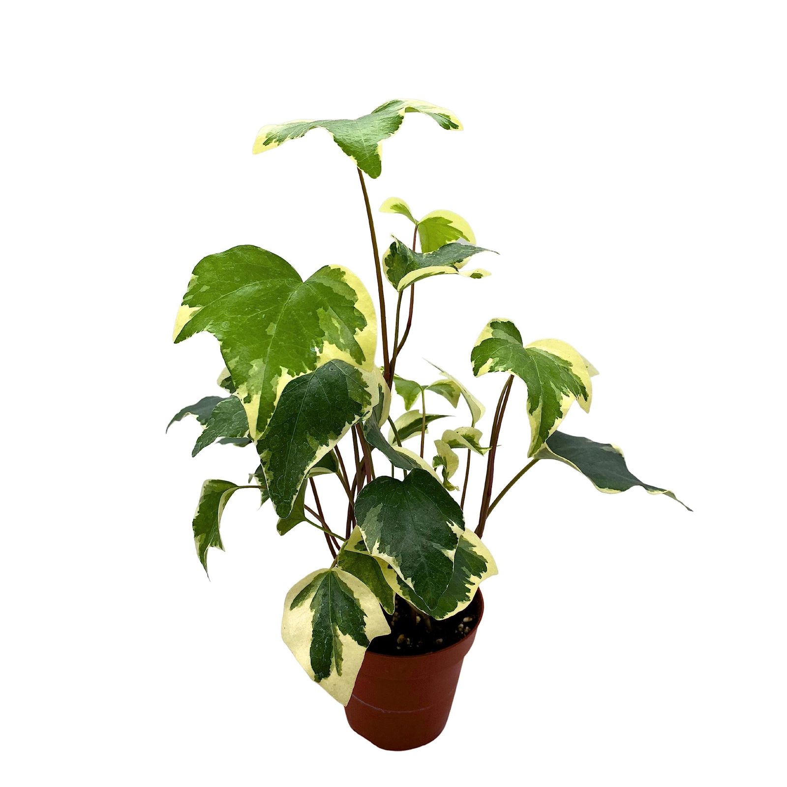 Variegated Algerian Ivy, Hedera Algeriensis, and similar items