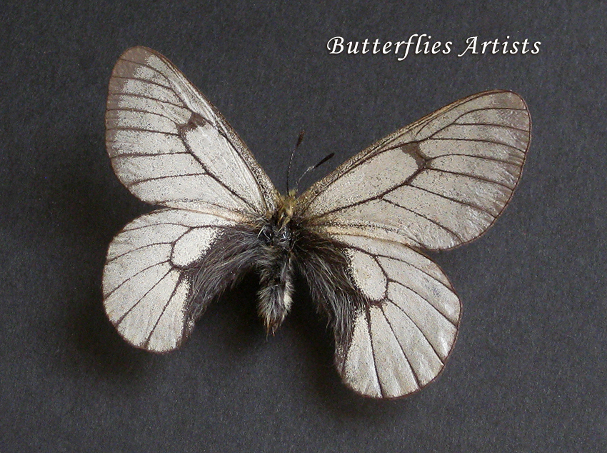 Snow Apollo Parnassius Stubbendorfi Real Butterfly Framed Entomology ...