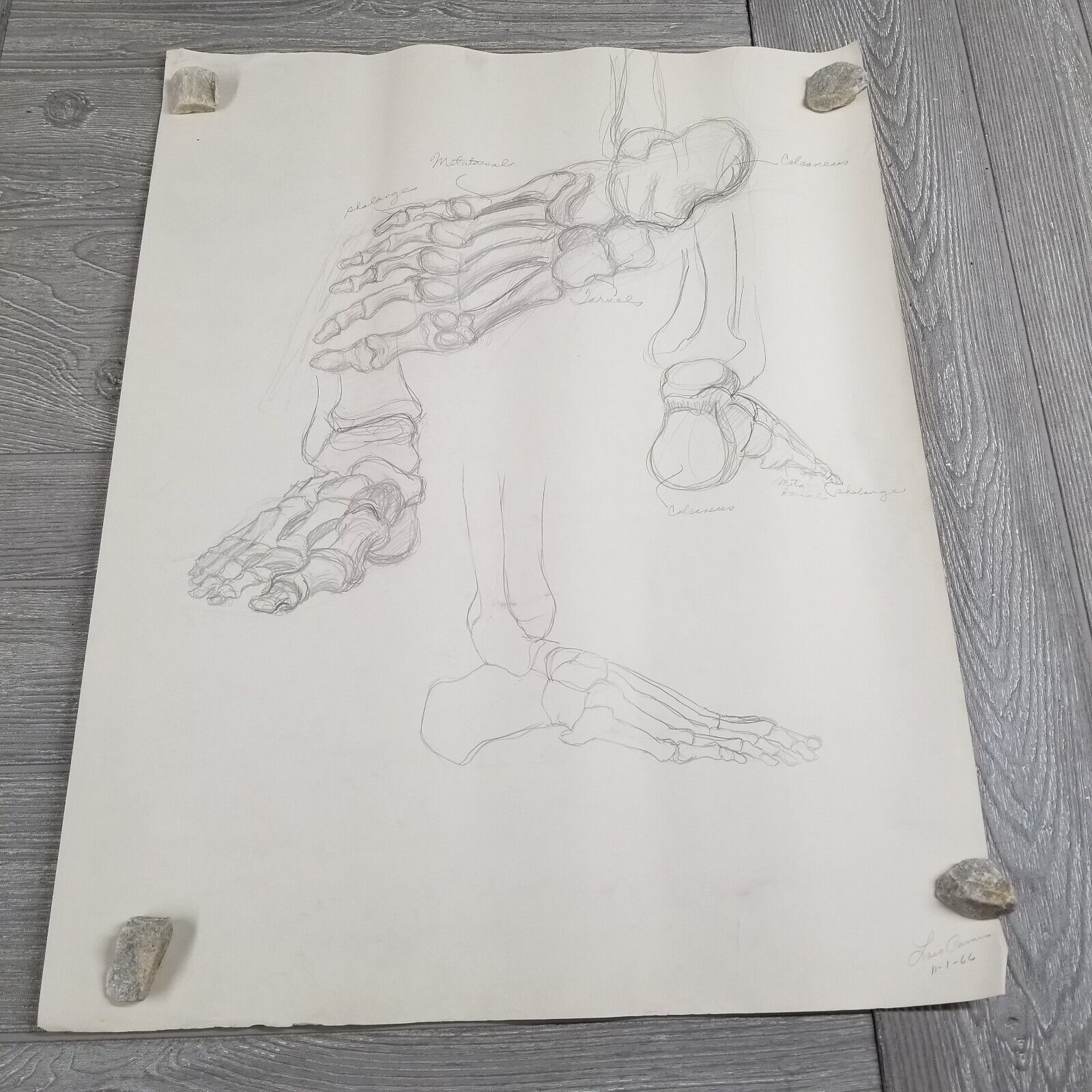 1960s Art Feet Drawing SketchSigned Skeleton Bones Foot Anatomy ...