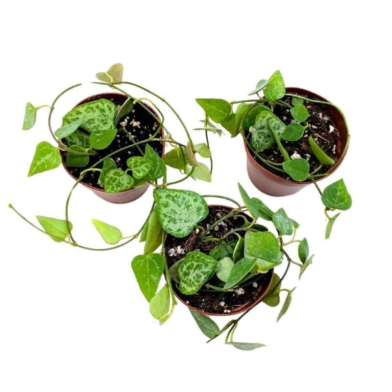 String of Hearts 2 inch Set of 3Ceropegia woodii Tiny Mini Pixie Plants ...