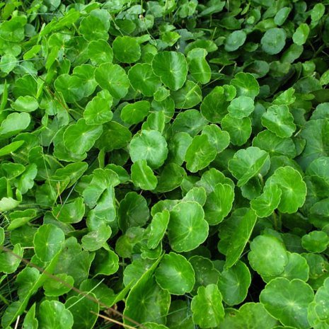 100 Hydrocotyle Vulgaris Potted Hydroponics Flower Aquarium Plants ...