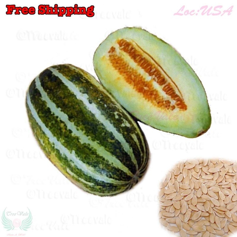 MX Fragrant Musk Melon Seeds Dua Gang Thai Muskmelon Vietnam Melon ...