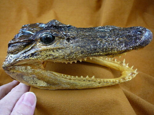 (G207-13) 5" Gator ALLIGATOR Aligator HEAD teeth TAXIDERMY heads I love ...
