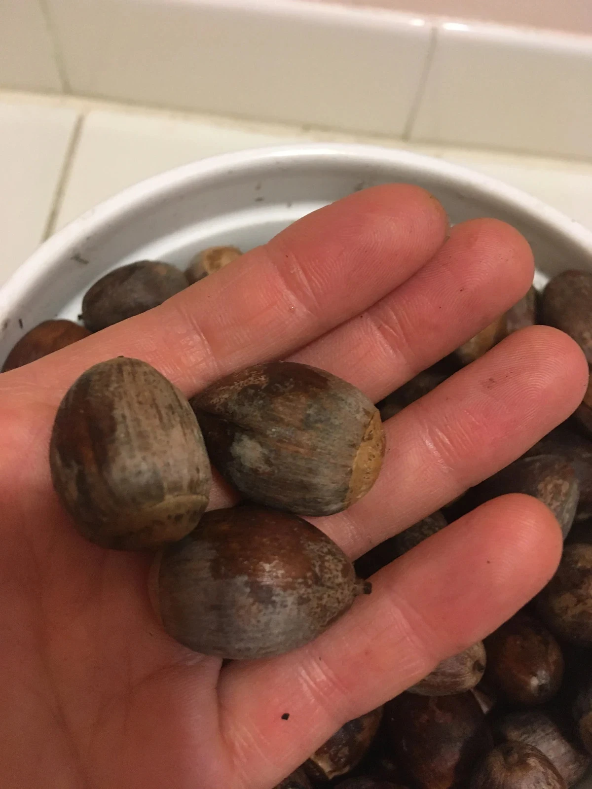 Swamp White Acorns Quercus bicolor Fresh 2025 Harvest Capless Clean ...