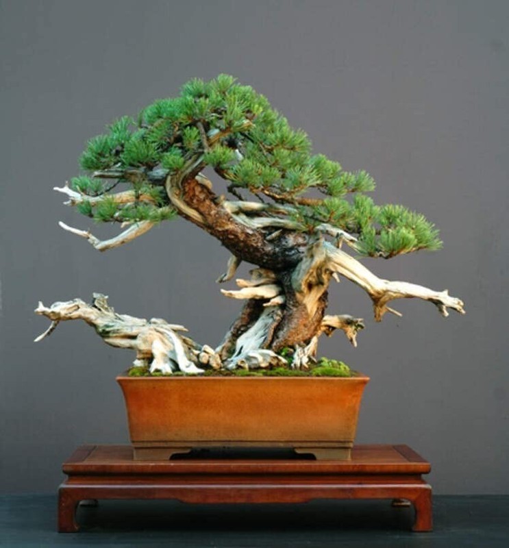 FMG 30 Dwarf Mugo Pine Bonsai Tree Seeds To Grow Pinus Mugo Pumilio ...