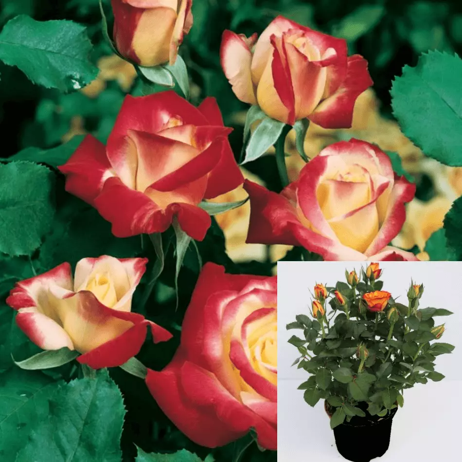Rosa Double Delight 5Gallon Plant Hybrid Tea Rose Rose Live Plant ...