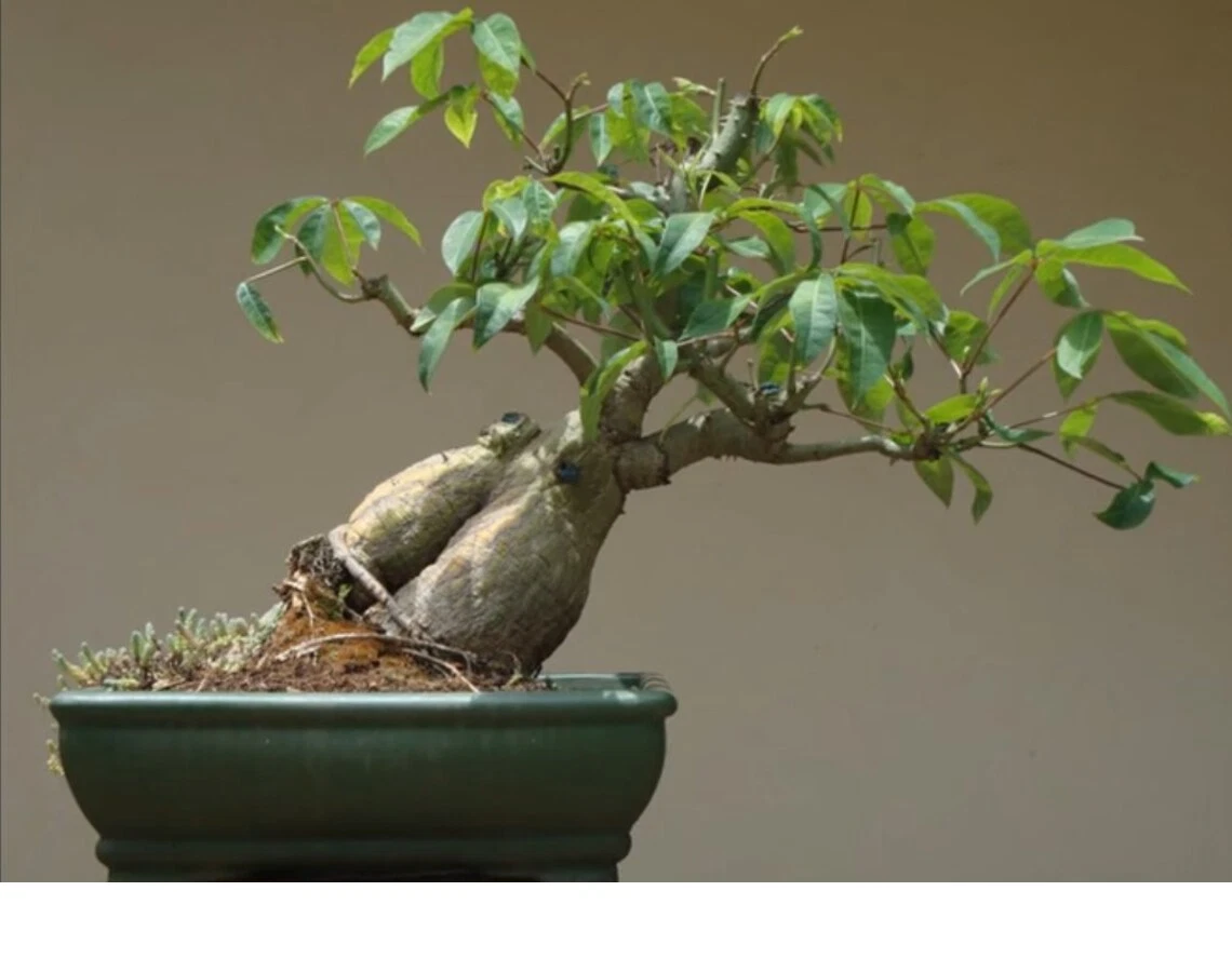 BONSAI Kapok tree CEIBA PENTANDRA Silk Cotton caudex plant rare seed10 ...