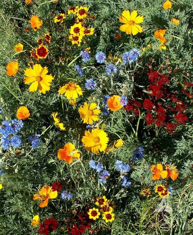 PS Wildflower Mix Low Growing Short Flowers W Perennials Non Gmo 1000 ...