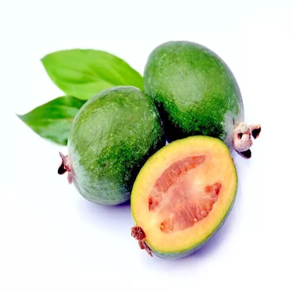 20 Pineapple Guava Tree Seeds "Brazilian Fig Guava Fruit" Tropical ...