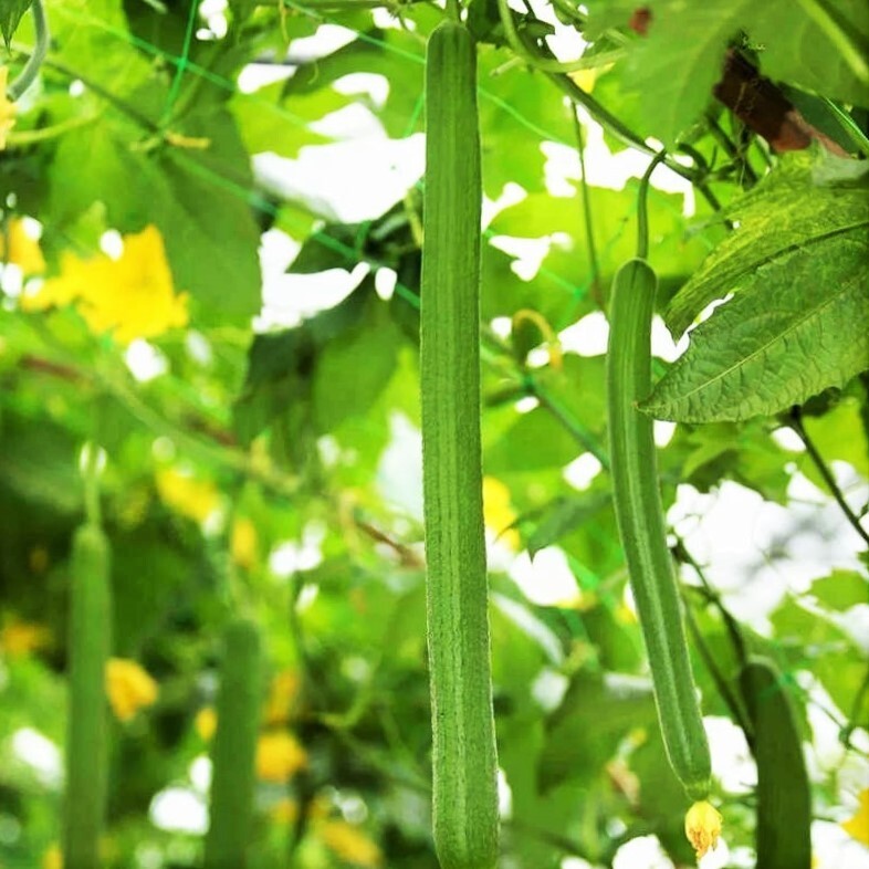 KKG Emerald Luffa Gourd Seeds Smooth Long Loofah Snake Melon Asian Seed ...