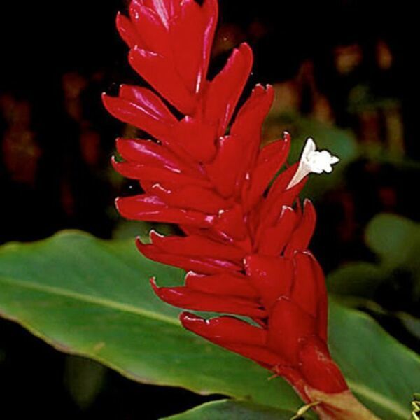 Best Dwarf Red Ginger / Alpinia purpurata / Live Plant - Seeds & Bulbs