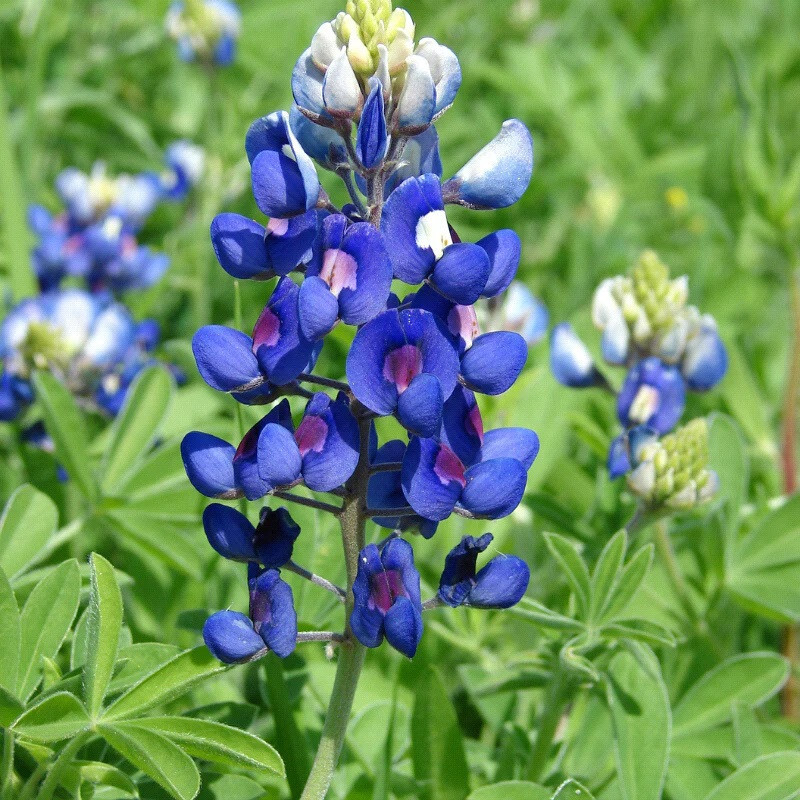 MX Lupinus Texensis Texas Bluebonnet Flower Seeds Early Season Blooms ...