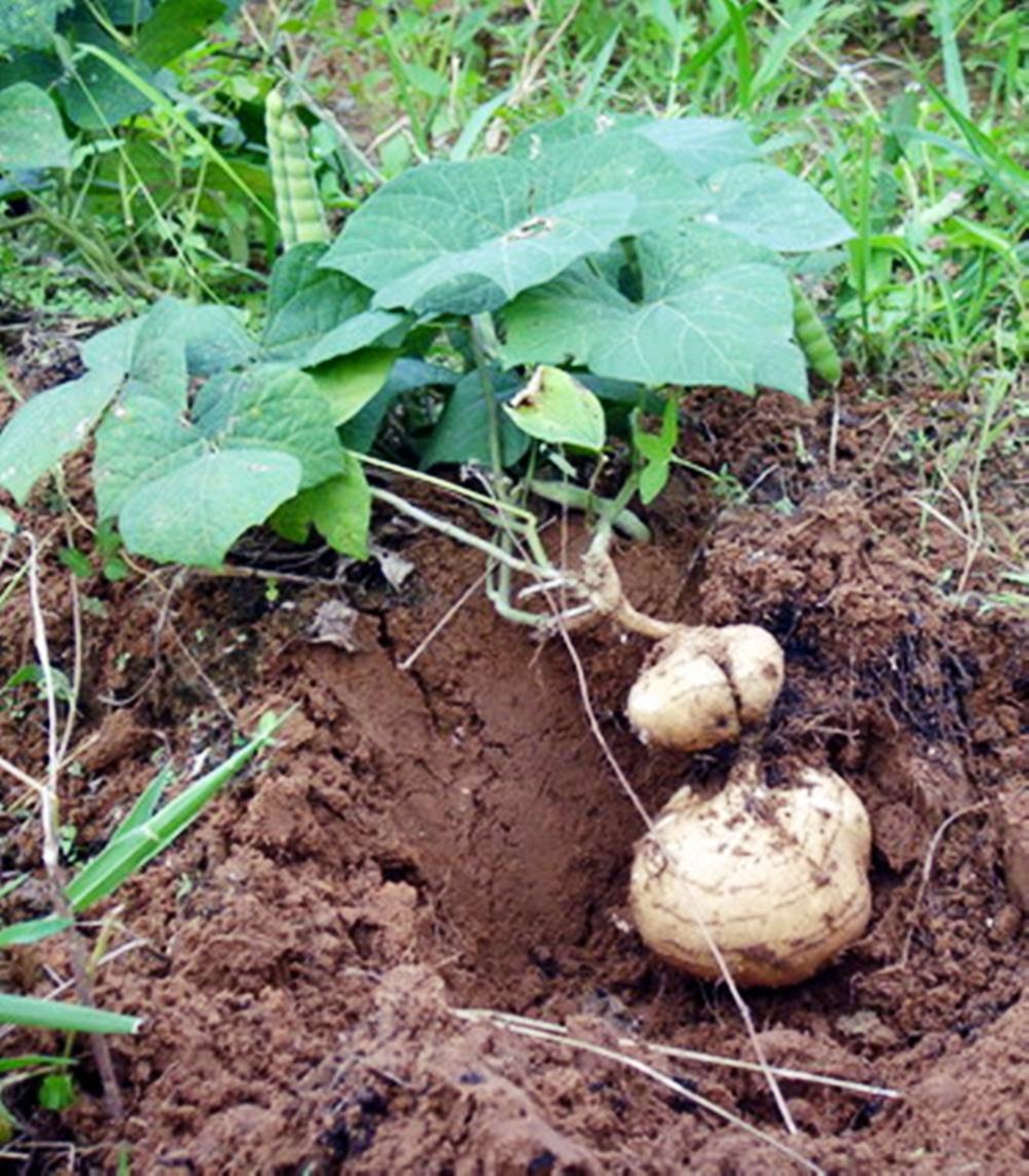 Jicama Yam bean 10 grams 4 packets ThailandMrk - Seeds & Bulbs