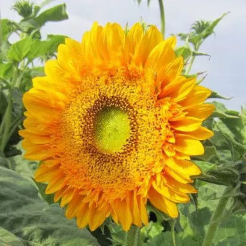 FMG 20 Double Sun Sunflower Seeds Organic Seeds Fast Grow - Seeds & Bulbs