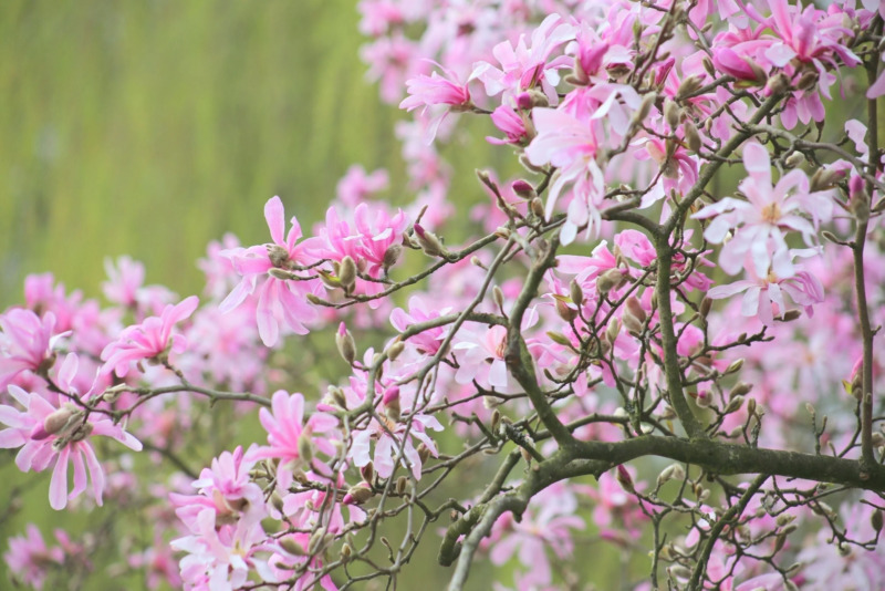 5 Loebner Magnolia Loebneri Stellata Kobus Tree White Pink 5 Heirloom ...