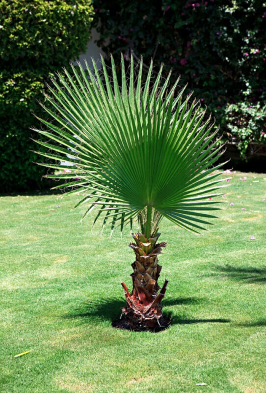 50+ Cali Nia Fan Palm Tree Seeds (Washingtonia Filifera) Edible - Seeds ...