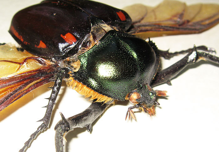 Long Armed Beetle Chirotonus Jansoni Framed Entomology Museum Quality ...