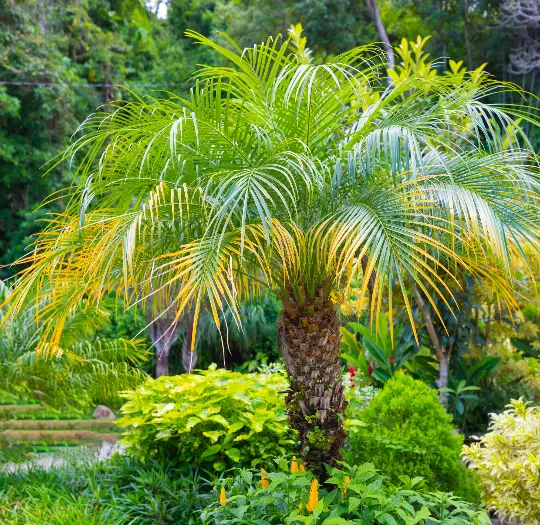 15 Pygmy Date Palm Seeds (Dwarf P. Roebelenii) Indoor Houseplant Fresh ...