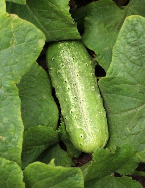Best 25 Seeds Snow's Fancy Pickling Cucumber Hybrid Easy Grow Vegetable ...